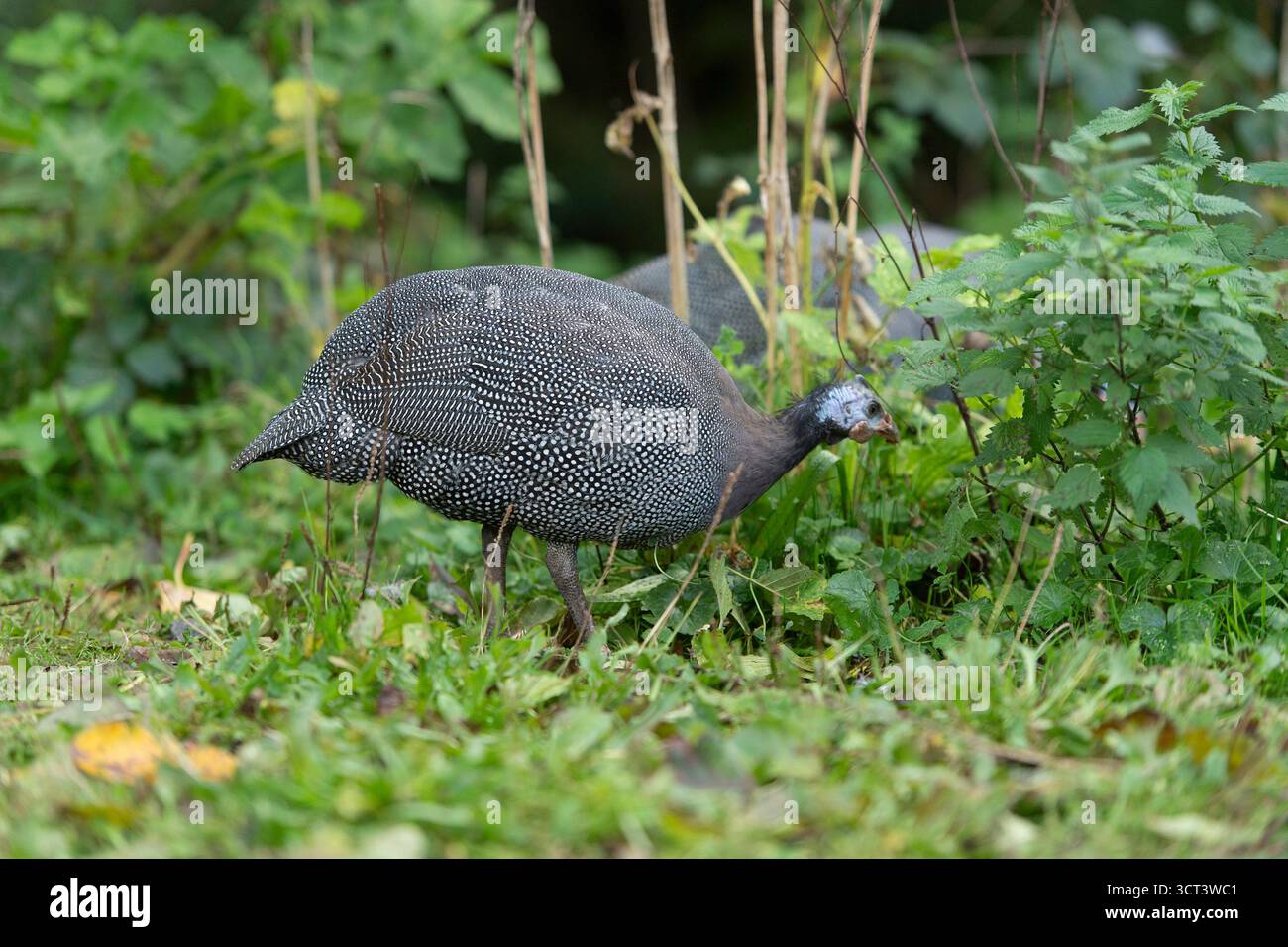 Guinea fowl uk hi-res stock photography and images - Alamy