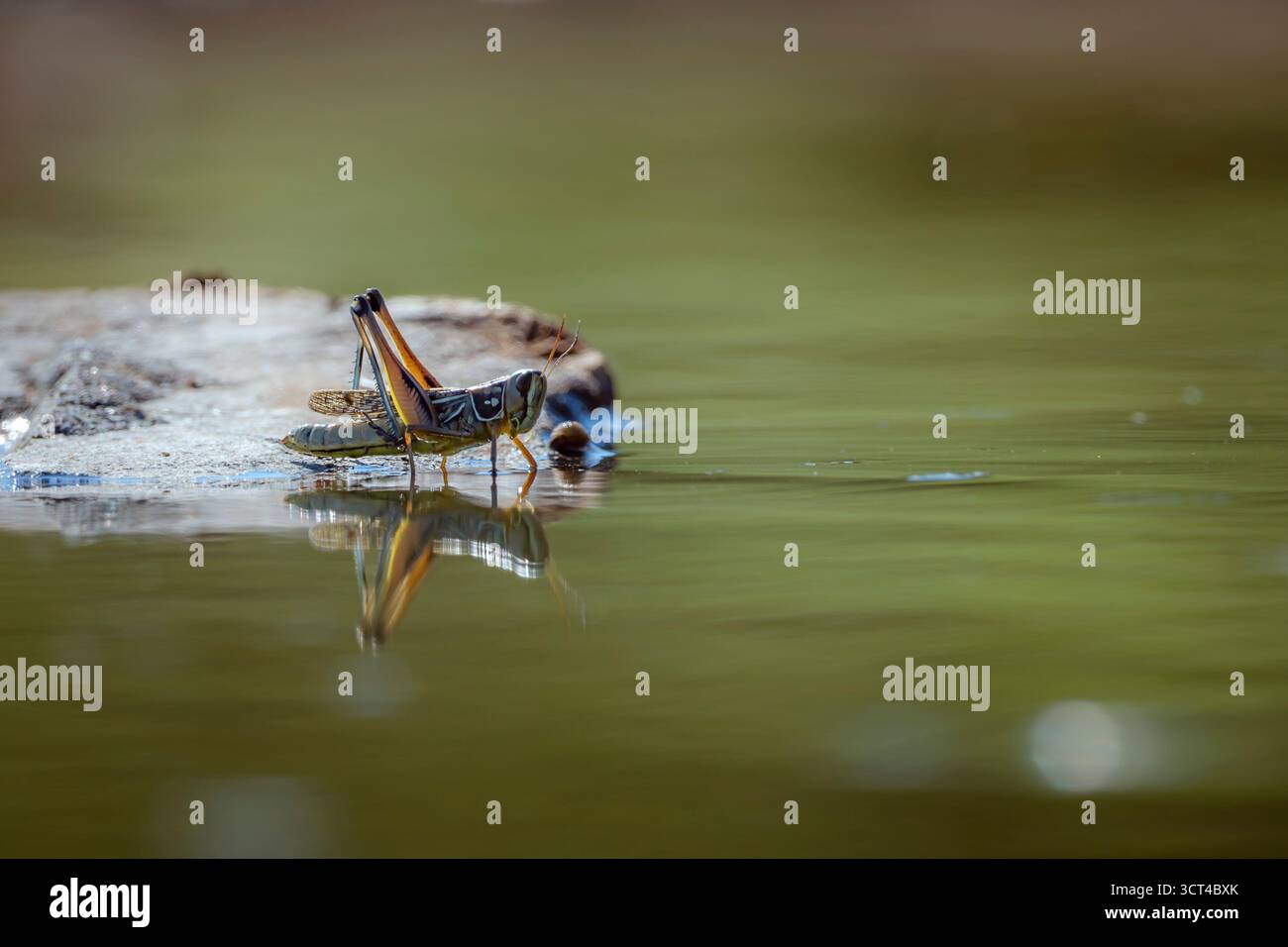 Grasshopper standing on water with reflection in Greater Kruger ...