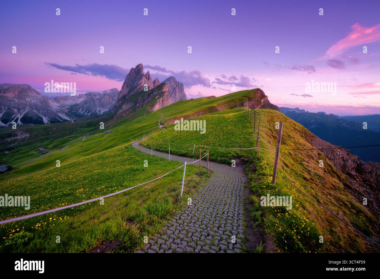Hiking path on Seceda mountain range at sunset and yellow flowers Stock ...
