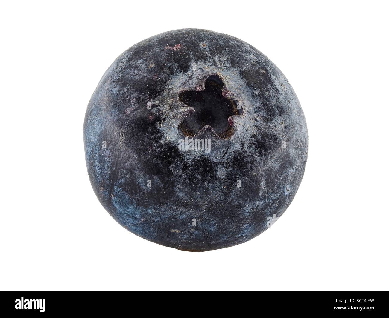A blueberry is shown on a white background. The blueberry is small and ...