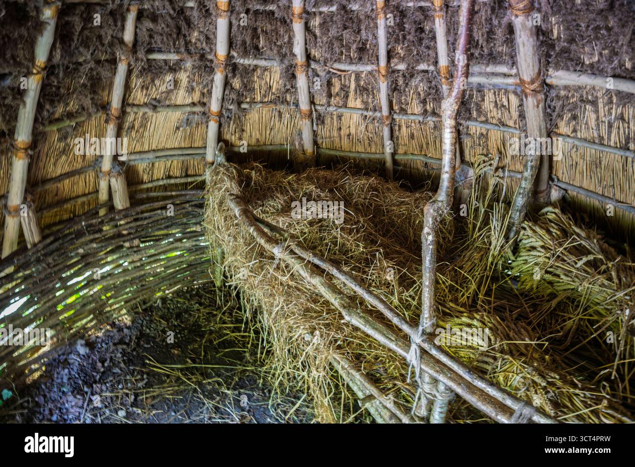Prehistoric Irish roundhouse inside view with straw bedding, timber ...
