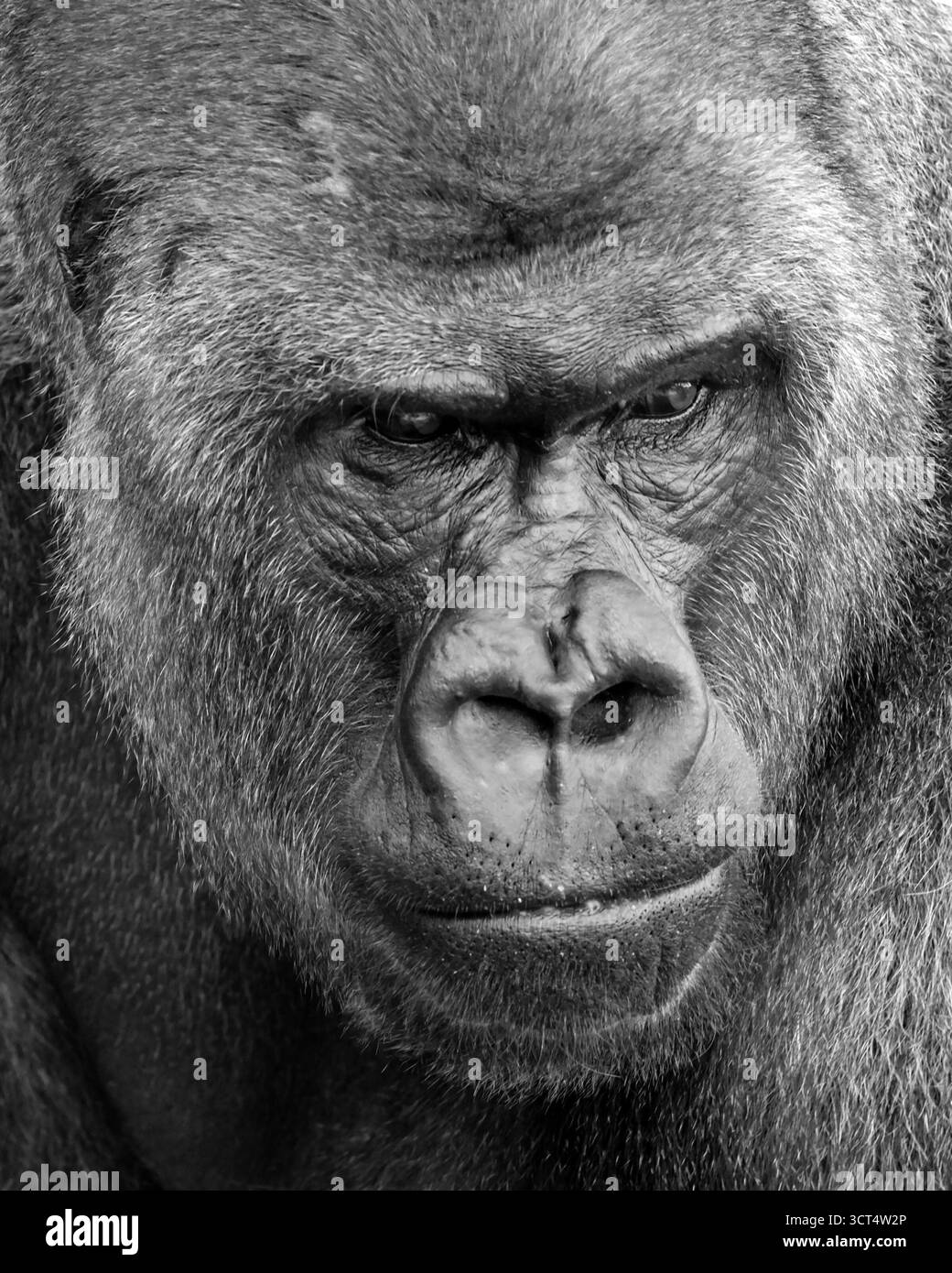 Closeup black and white portrait of a silverback gorilla Stock Photo ...