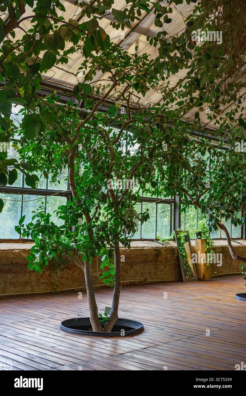 Botanical interior design hi-res stock photography and images - Alamy