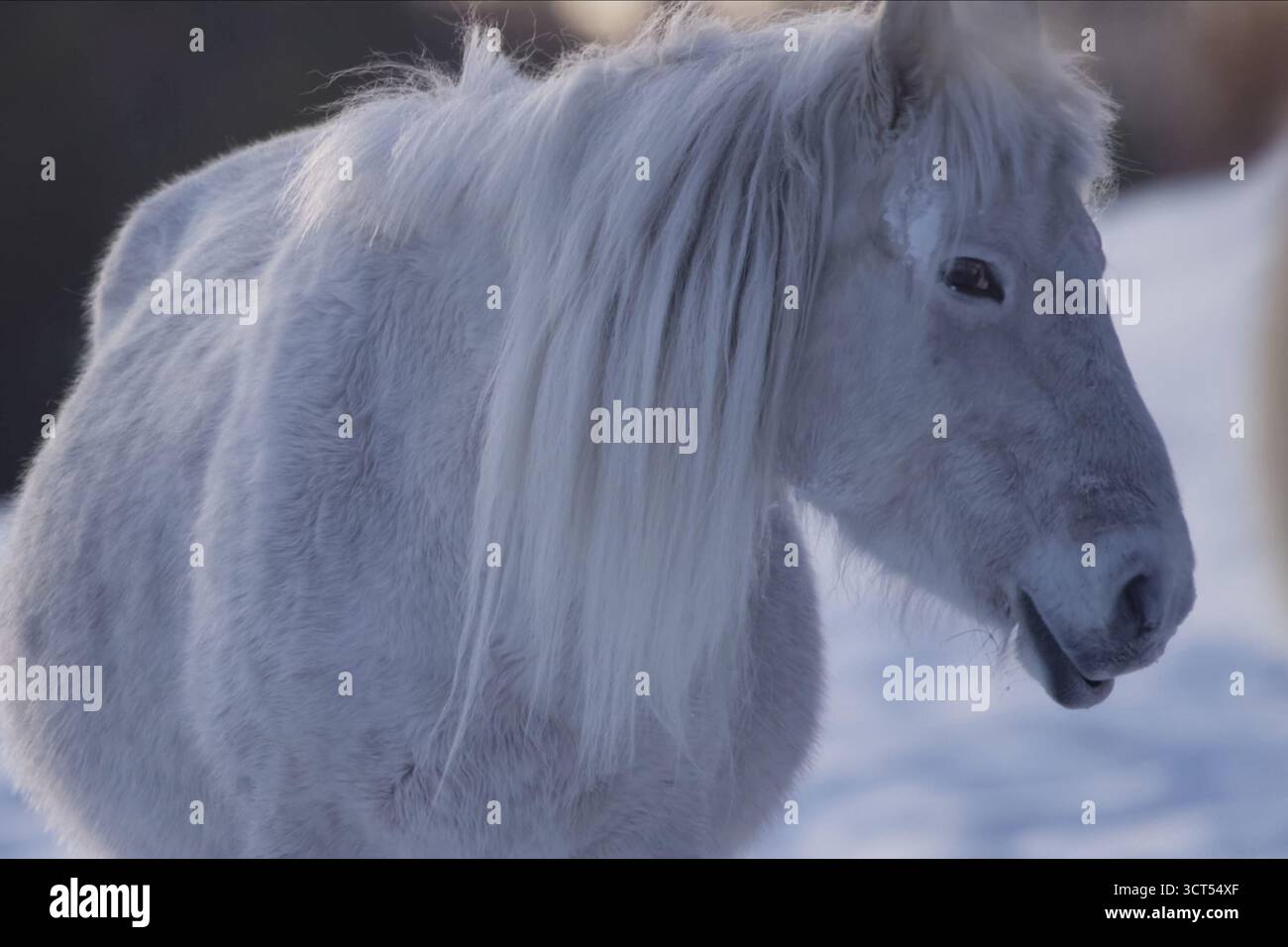 Yakut horses in the winter in the snow. The breed of Yakut horses Stock ...