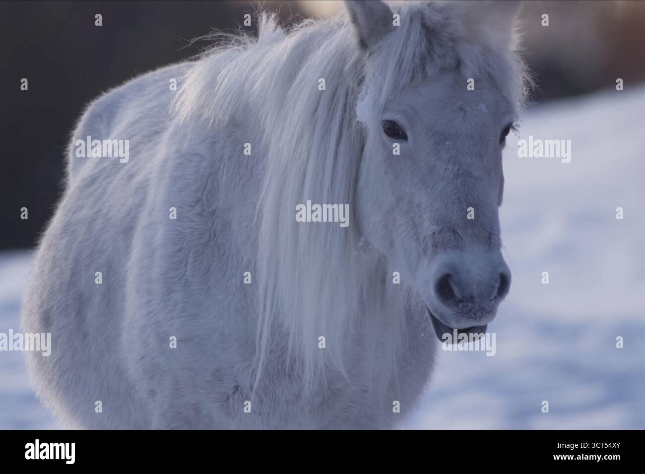 Yakut horses in the winter in the snow. The breed of Yakut horses Stock ...
