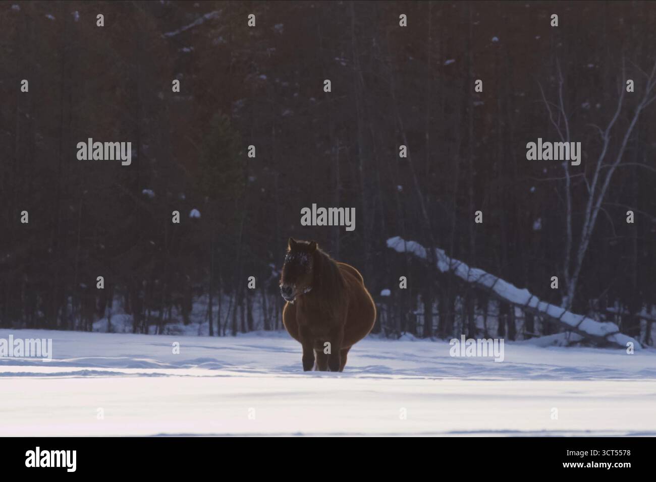 Yakut horses in the winter in the snow. The breed of Yakut horses Stock ...