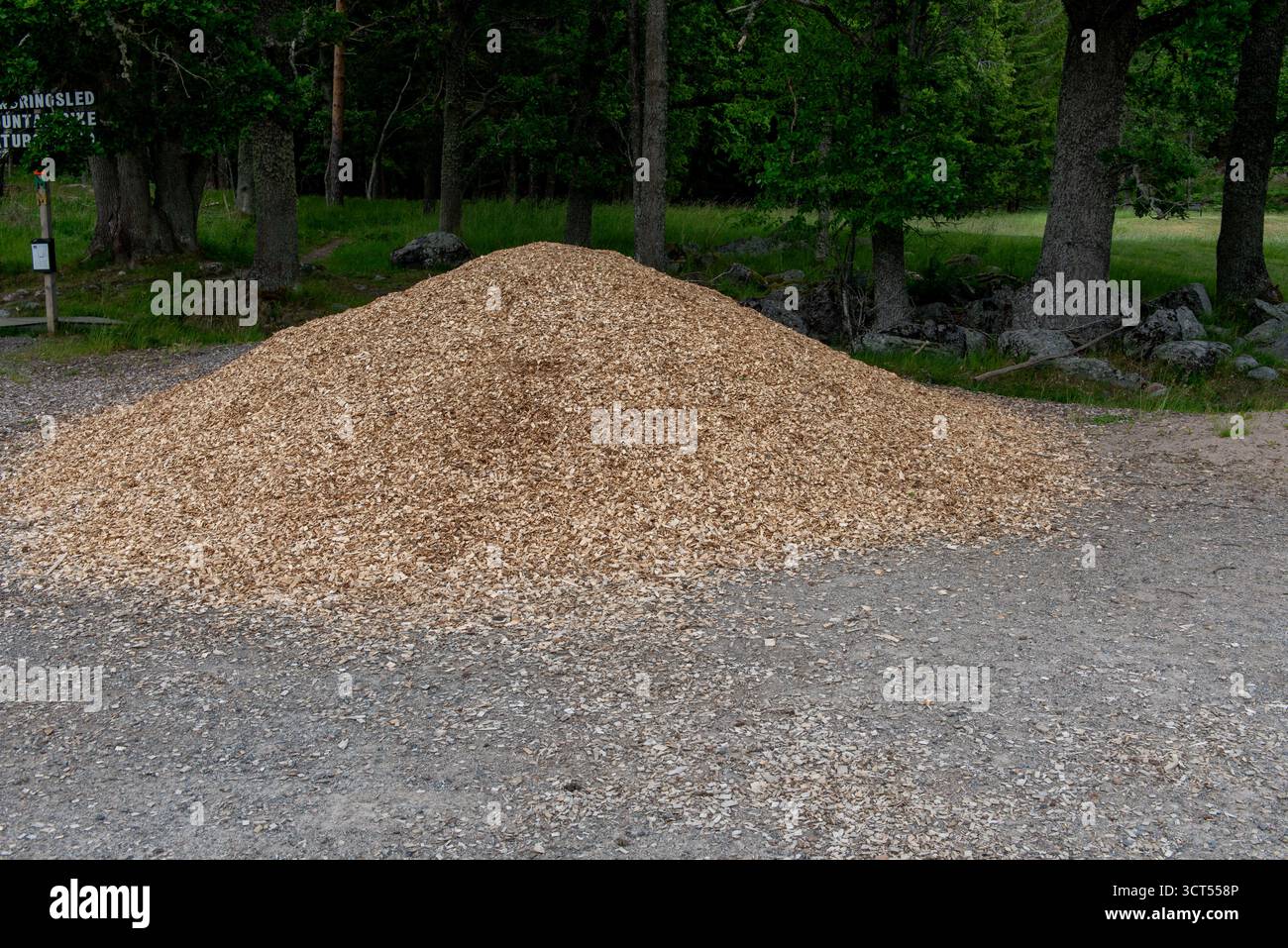 A large pile of fresh wood chips stacked on a clearing near the forest ...