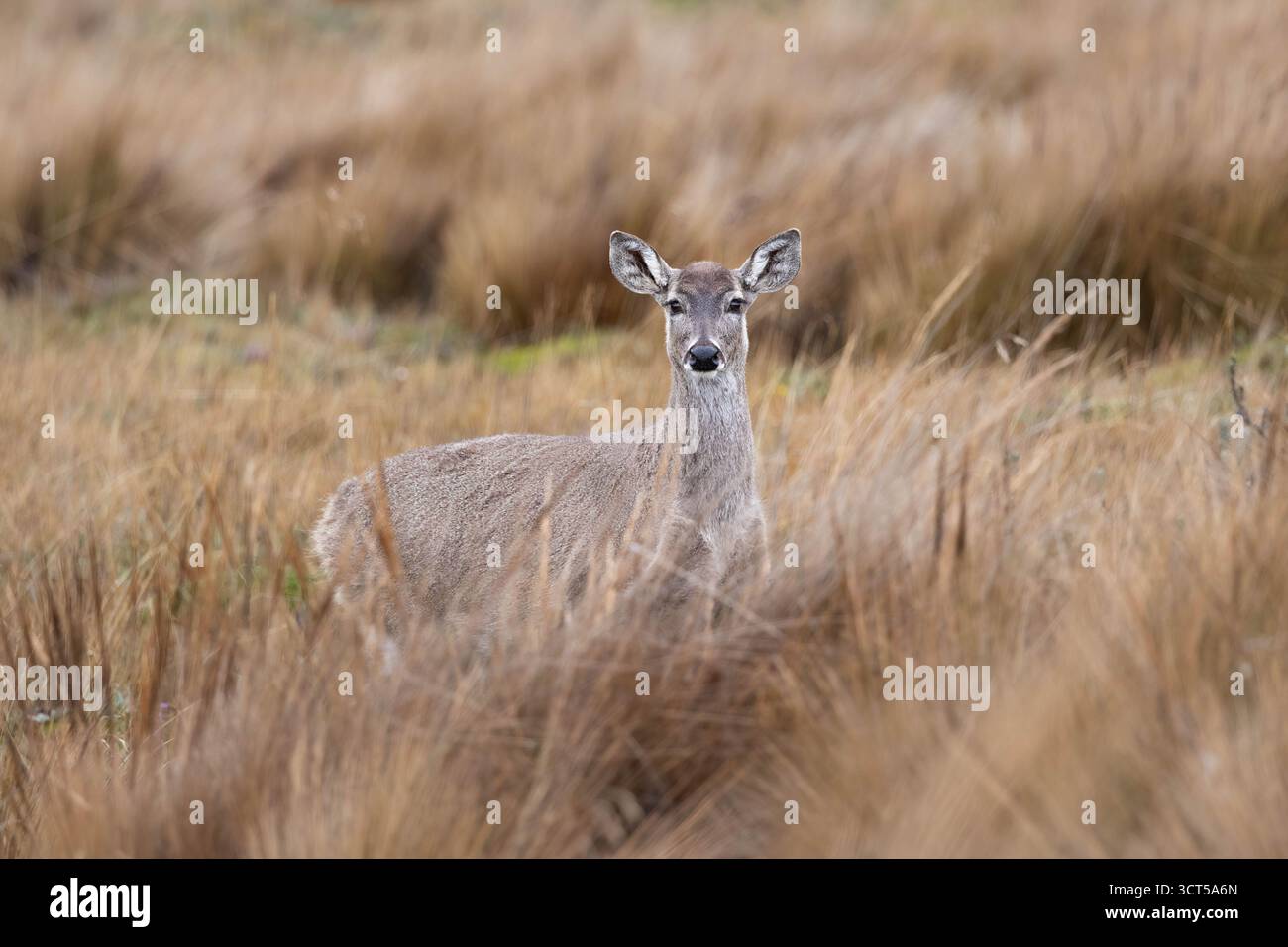 A white-tailed deer (Odocoileus virginianus ustus) standing among ...