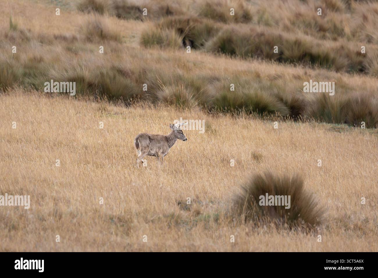 A white-tailed deer (Odocoileus virginianus ustus) standing among ...