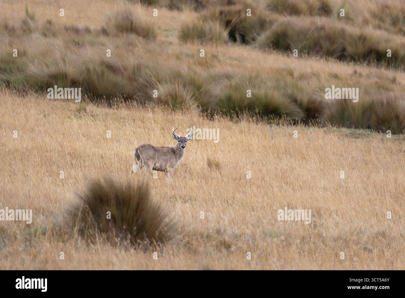 A white-tailed deer (Odocoileus virginianus ustus) standing among ...