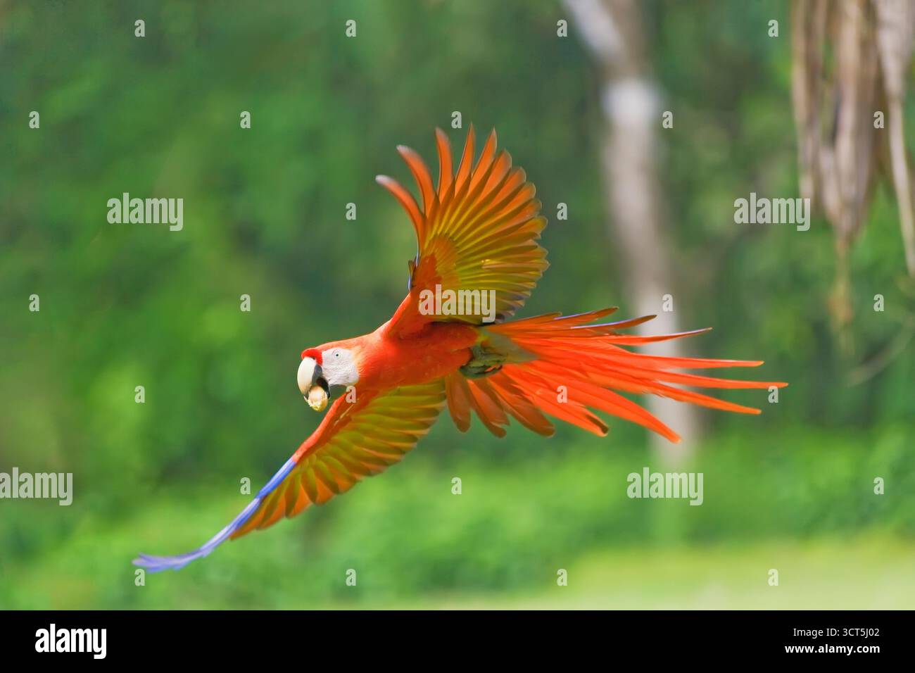 Scarlet Macaw (Ara macao) in flight, Corcovado National Park, Osa ...