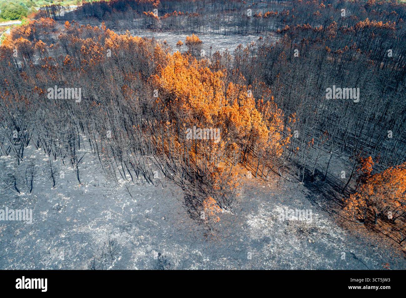 Orange trees in scorched hi-res stock photography and images - Alamy