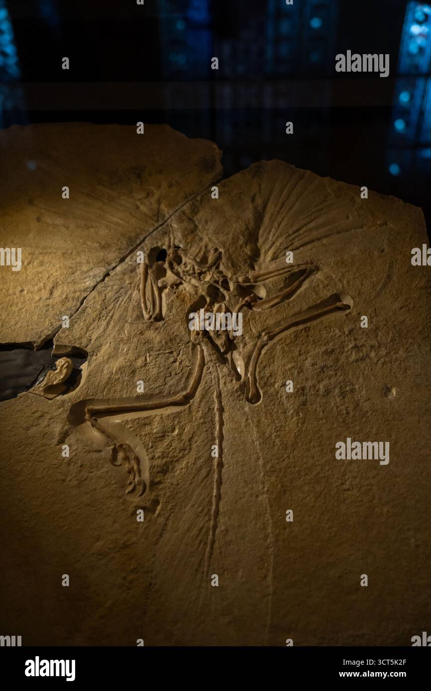 Fossil Display at the Natural History Museum, London Stock Photo - Alamy