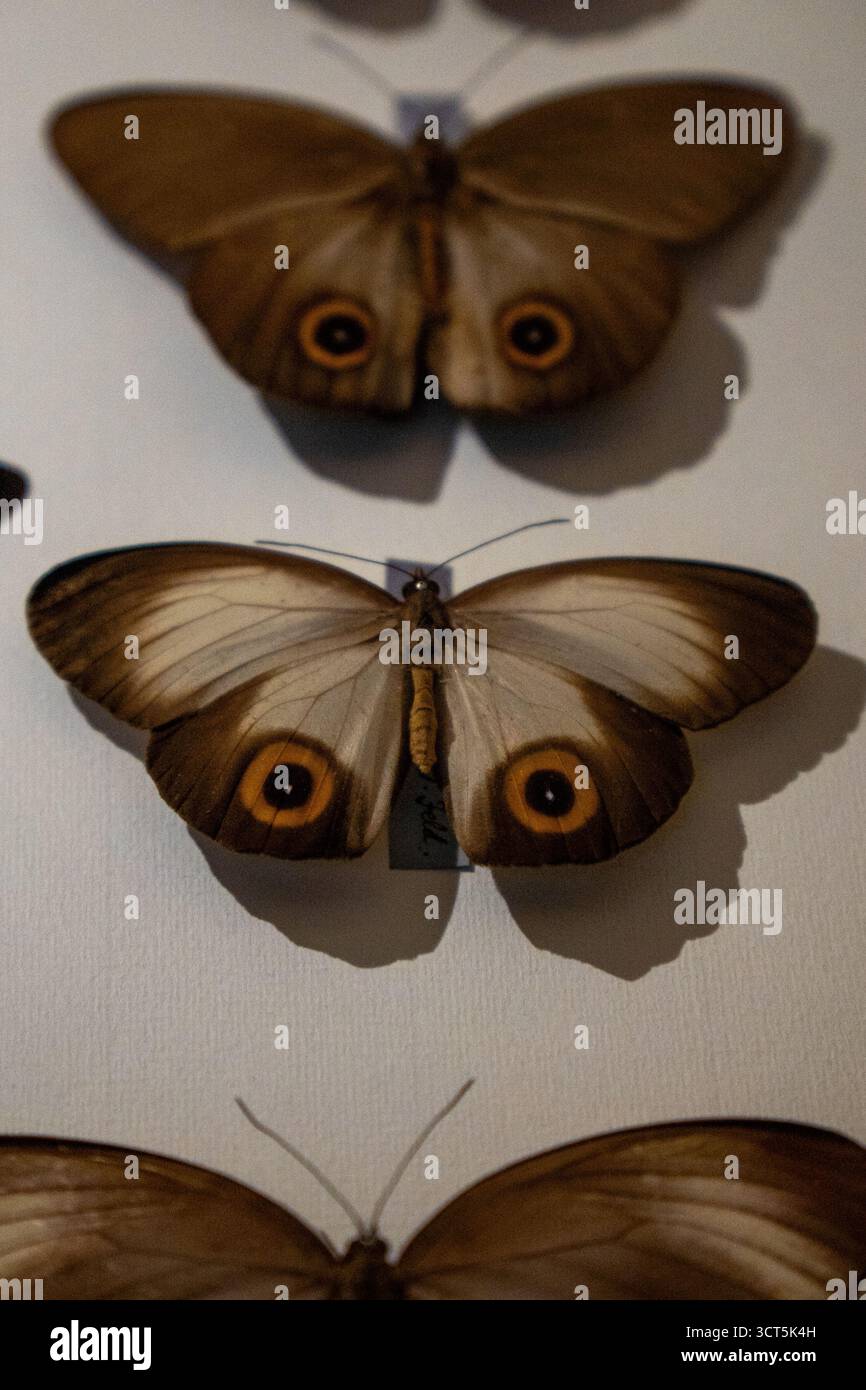 Pinned butterfly specimen with prominent eye spots on display in London ...