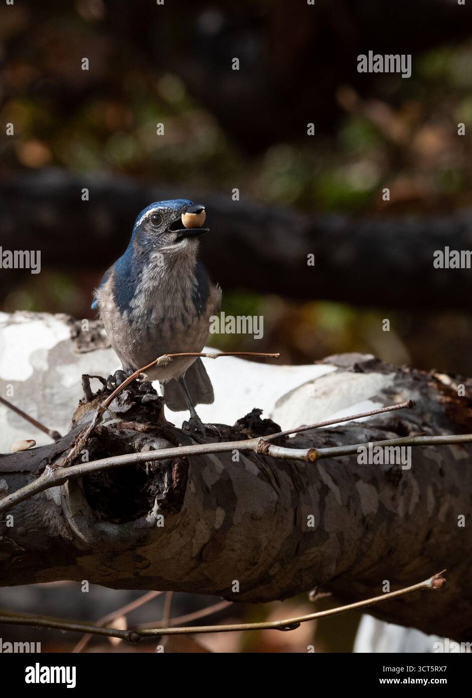 Outdoors photos photography portrait photos primate photos rainforest ...