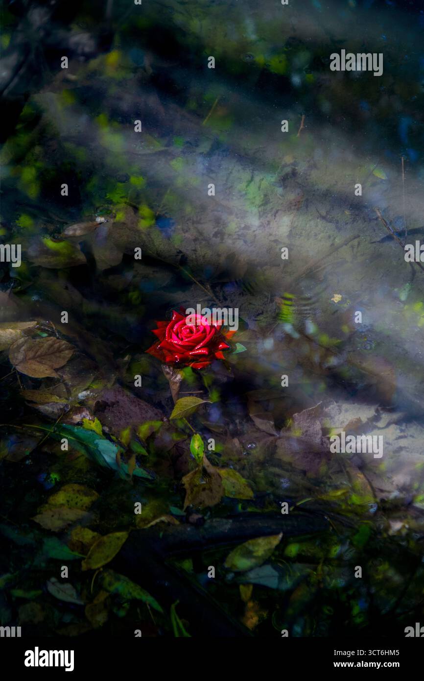 Red rose floating in hi-res stock photography and images - Alamy