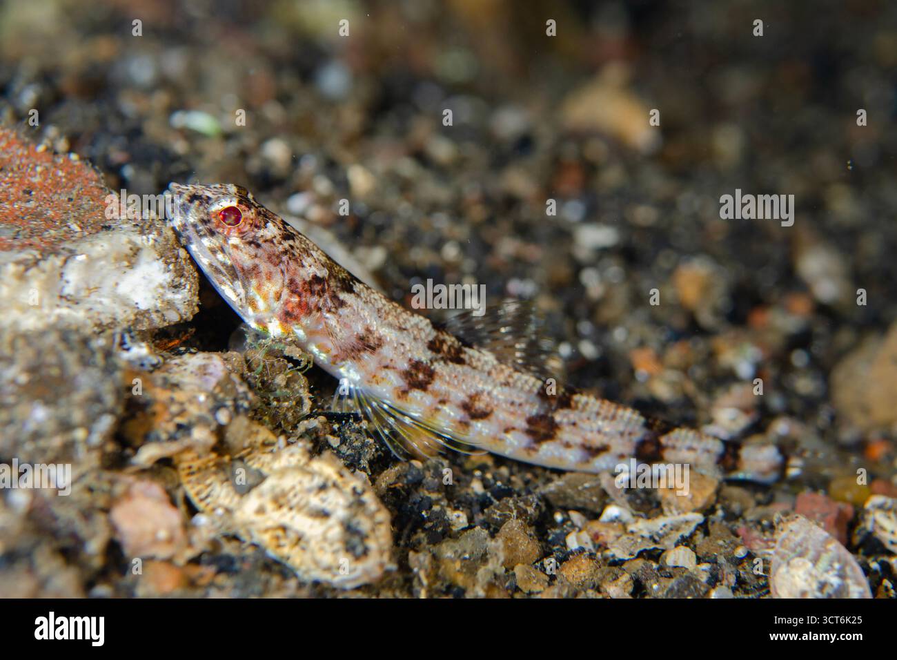Clearfin Lizardfish, Synodus dermatogenys, dive site, Maulana Jetty ...