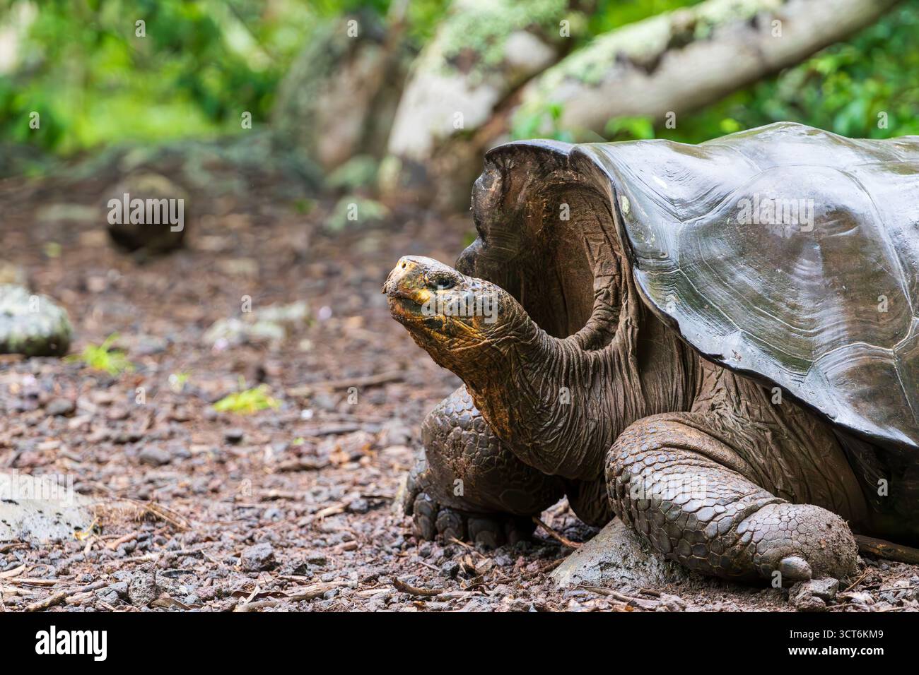 Giant Tortoise or turtle walking through mud in forest on the island of ...