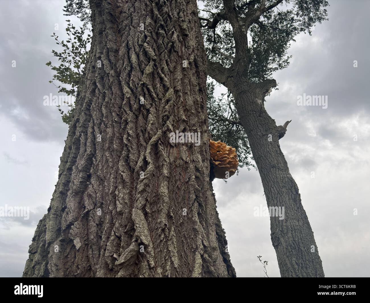 Shelf-like bracket fungus protruding from tree trunk in Scotland ...