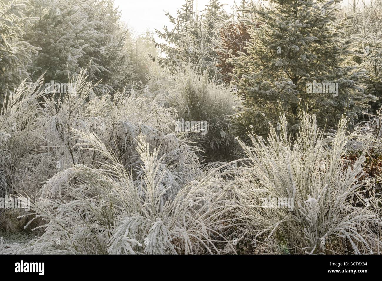 Mixed forest with norway spruce (Picea abies), European beech (Fagus ...