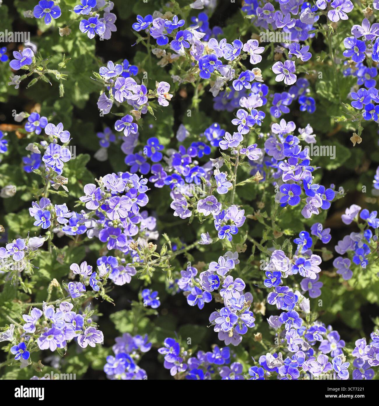 Gamander Ehrenpreis (Veronica chamaedrys), Maennertreu, Blueten in ...
