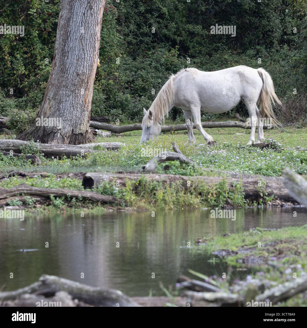 Grey New Forest pony grazing within the dead oak forest at Hursthill ...