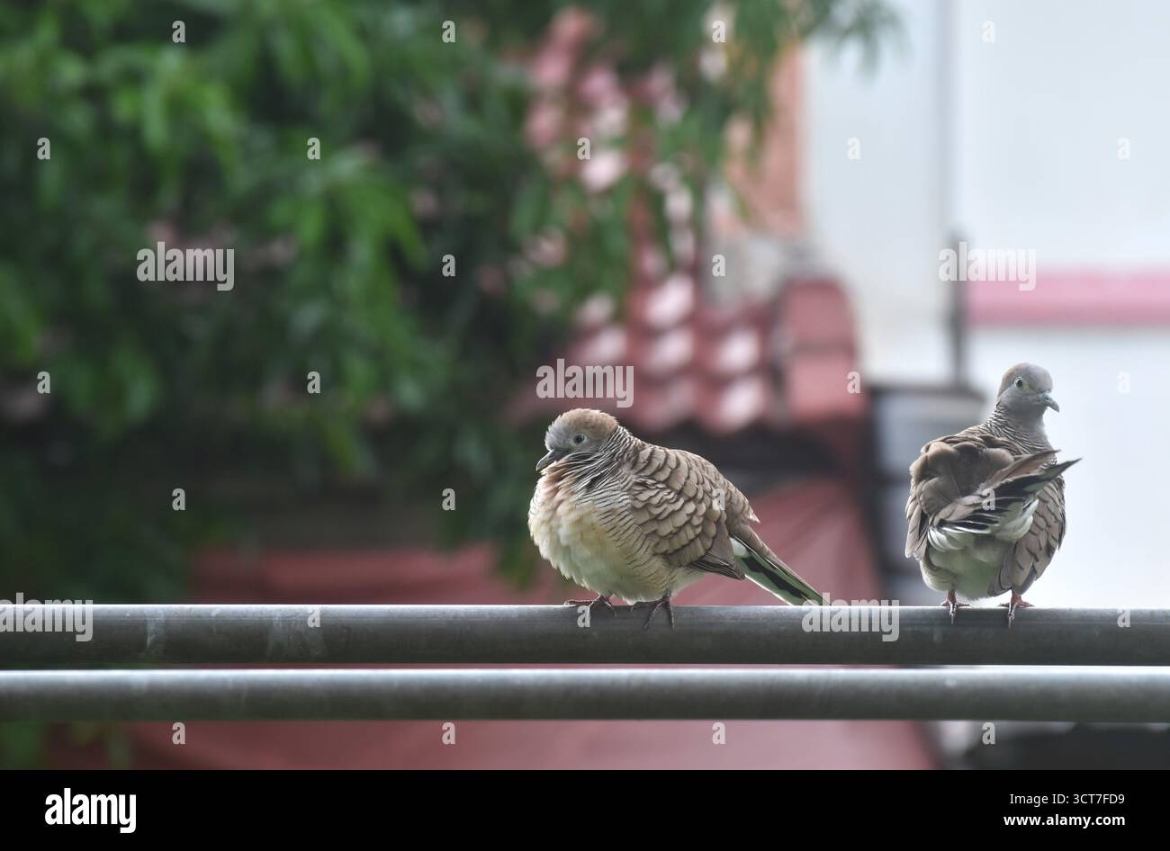 couple red collared dove hanging on iron pipe and preening feather in ...