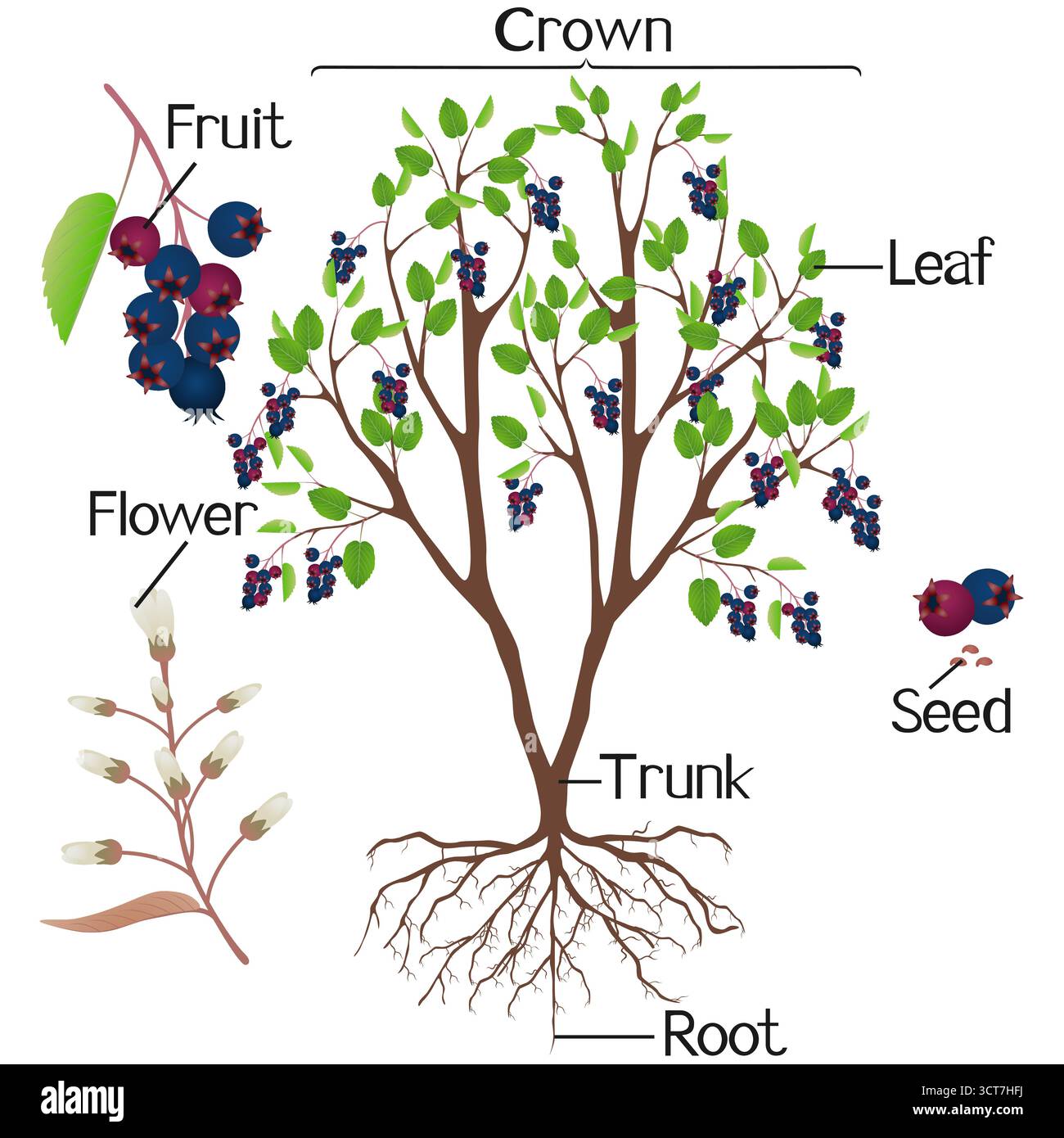 Blue berries on bush Stock Vector Images - Alamy