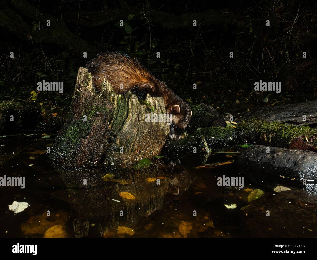 1981 storm hi-res stock photography and images - Alamy