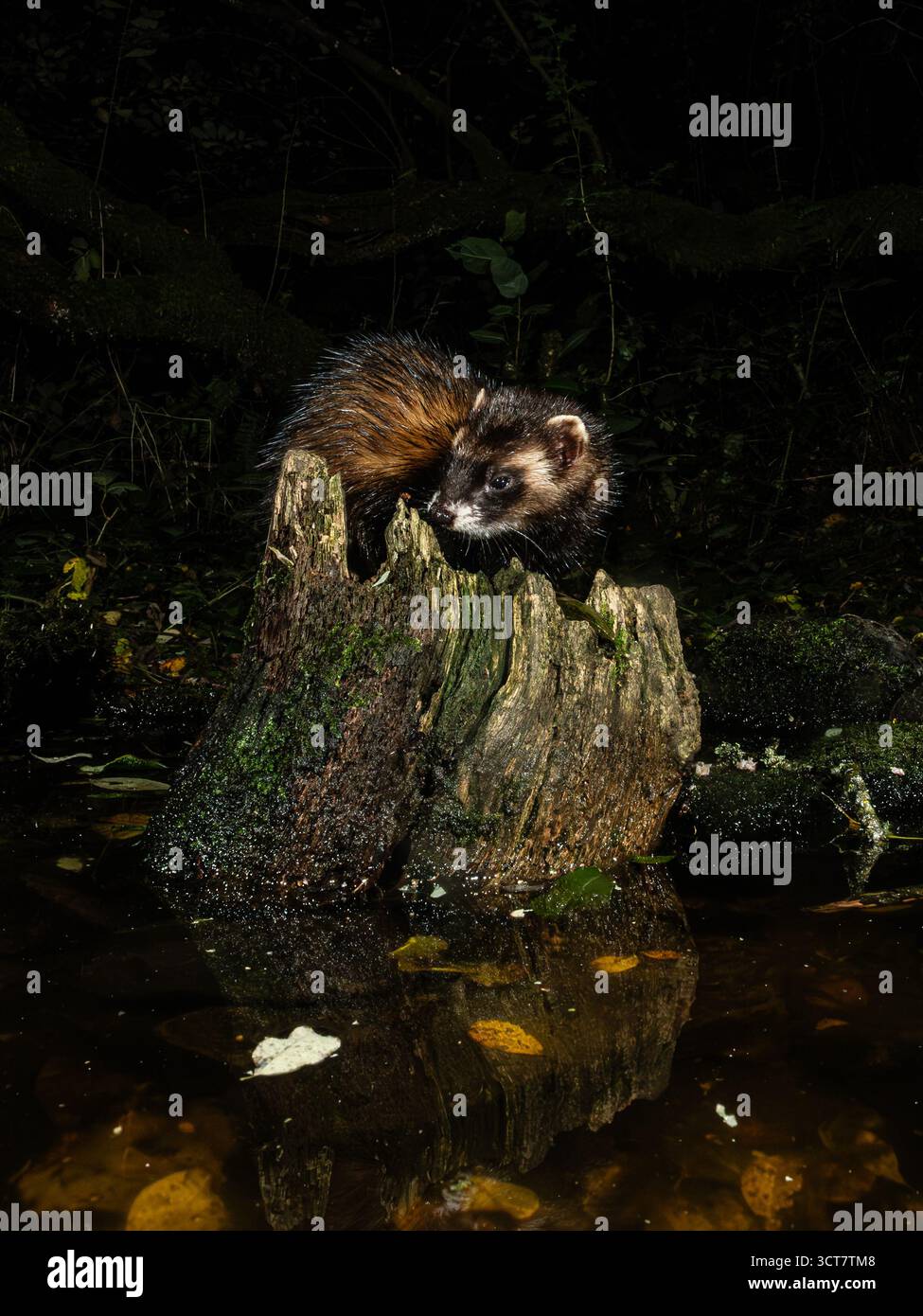 1981 storm hi-res stock photography and images - Alamy