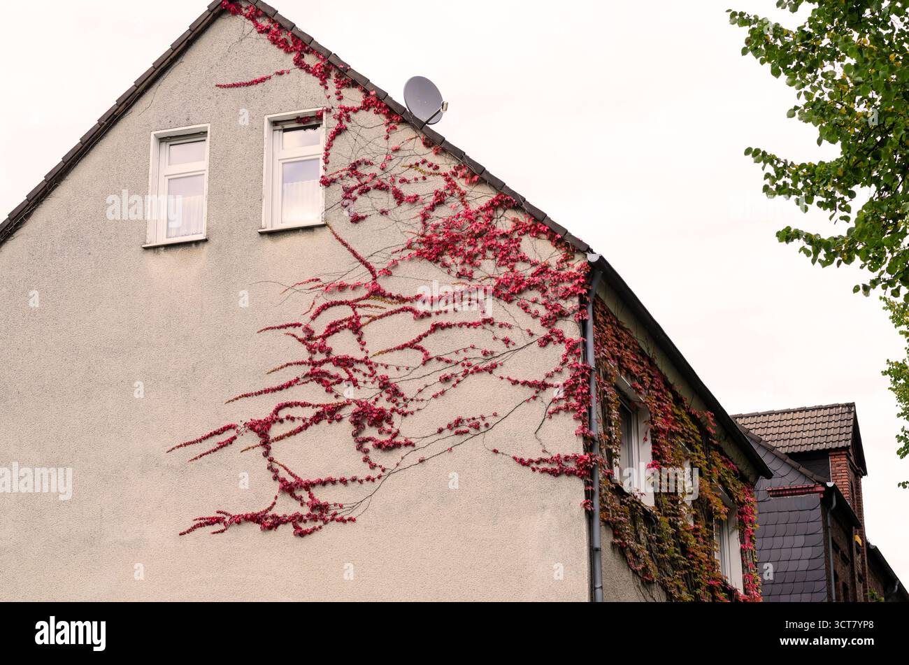 Residential House Gabled Roof Covered with Bright Red Autumn Ivy ...