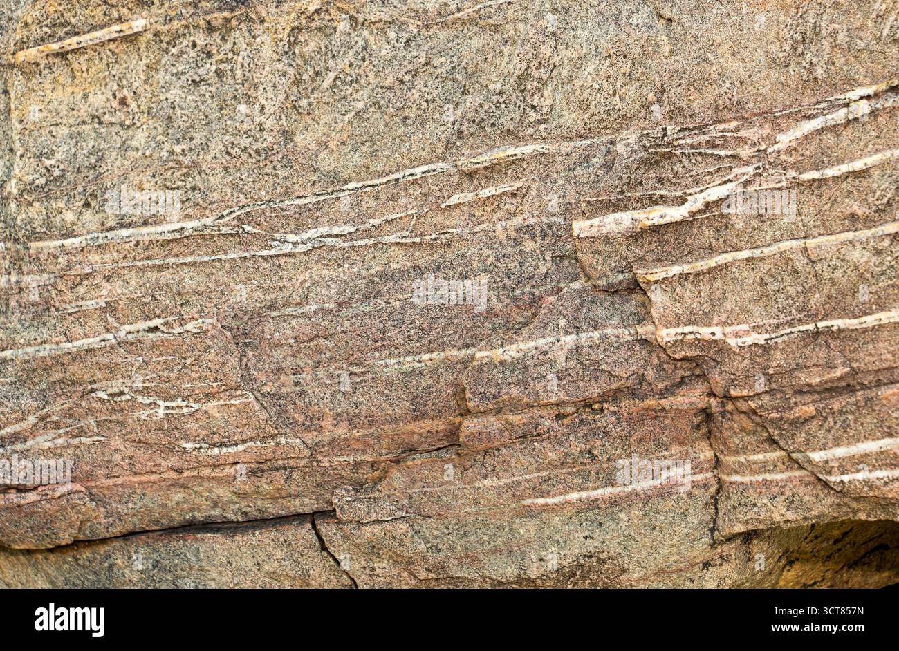 Quartz veins are injected into the fractures of Granodiorite. This is a ...