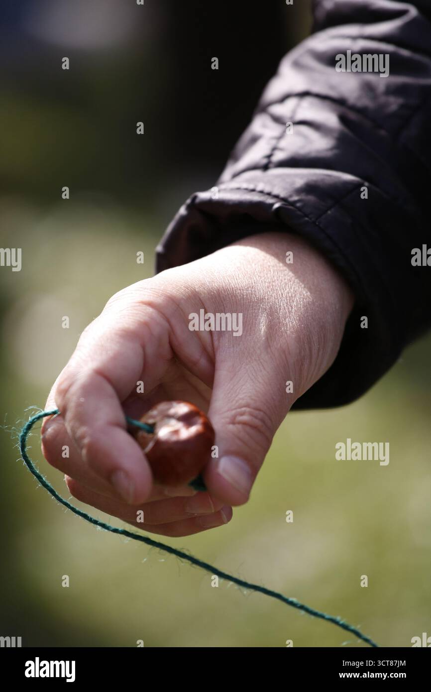 Conker meister hi-res stock photography and images - Alamy
