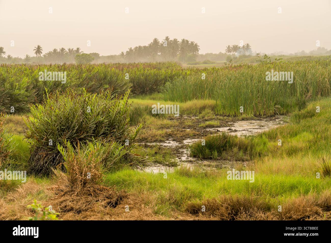 Wetland landscape near Ouidah, Benin, West Africa, with native grasses ...