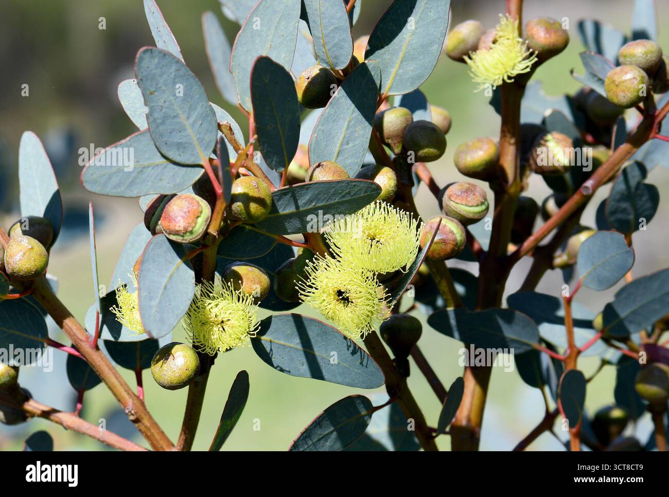 Yellow flowers and buds of the Western Australian native Bell-fruited ...