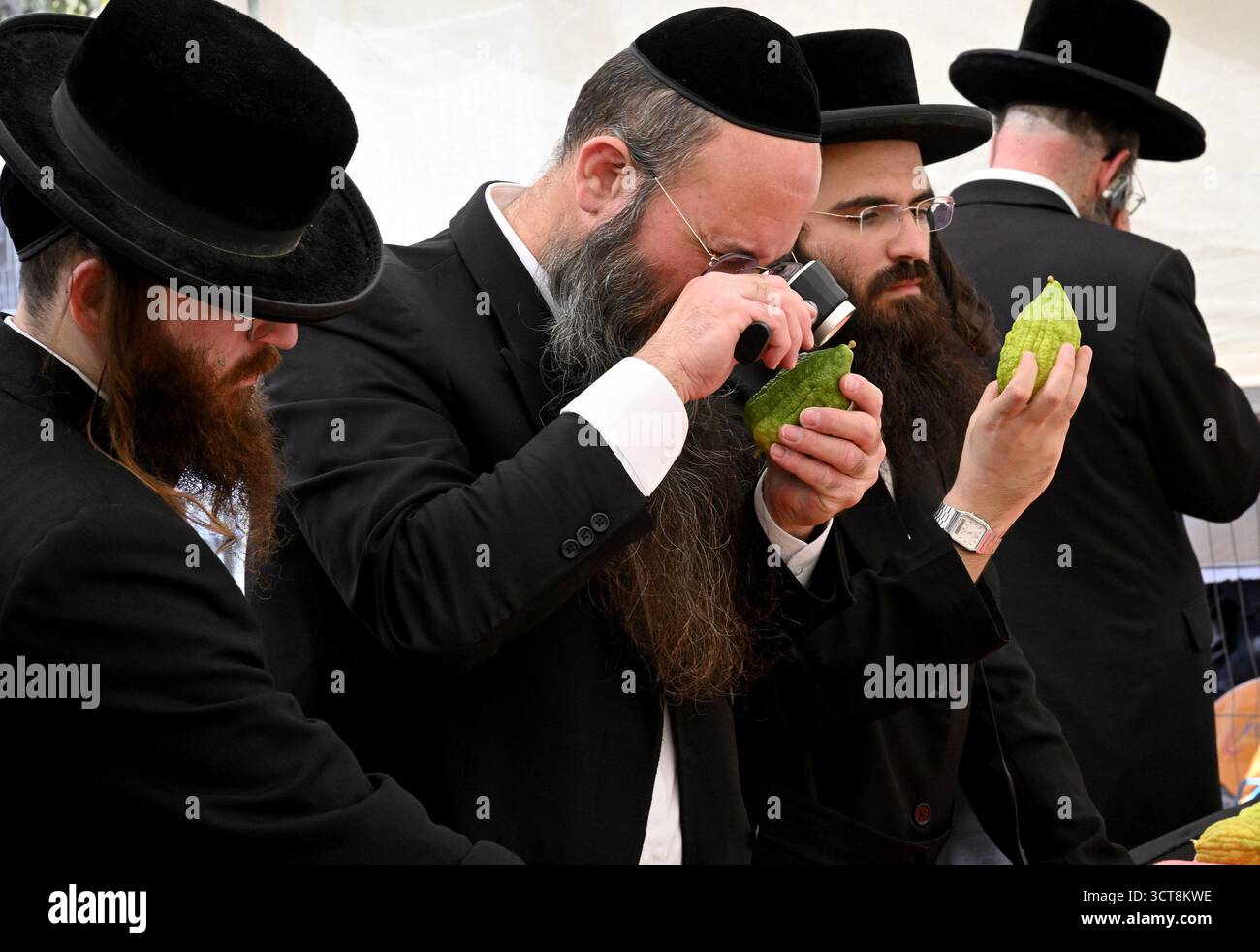 An Ultra-Orthodox Jew uses a magnifying instrument to examine an etrog ...