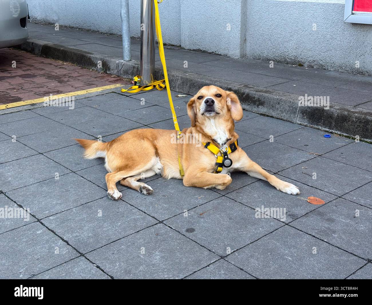 Dog resting calmly on pavement hi-res stock photography and images - Alamy
