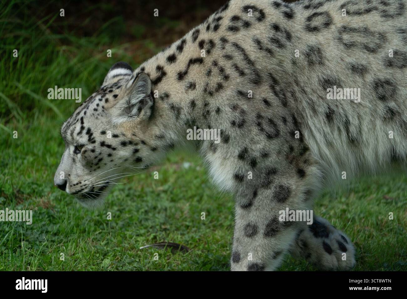 Snow leopard profile showing distinctive spotted coat and whiskers ...