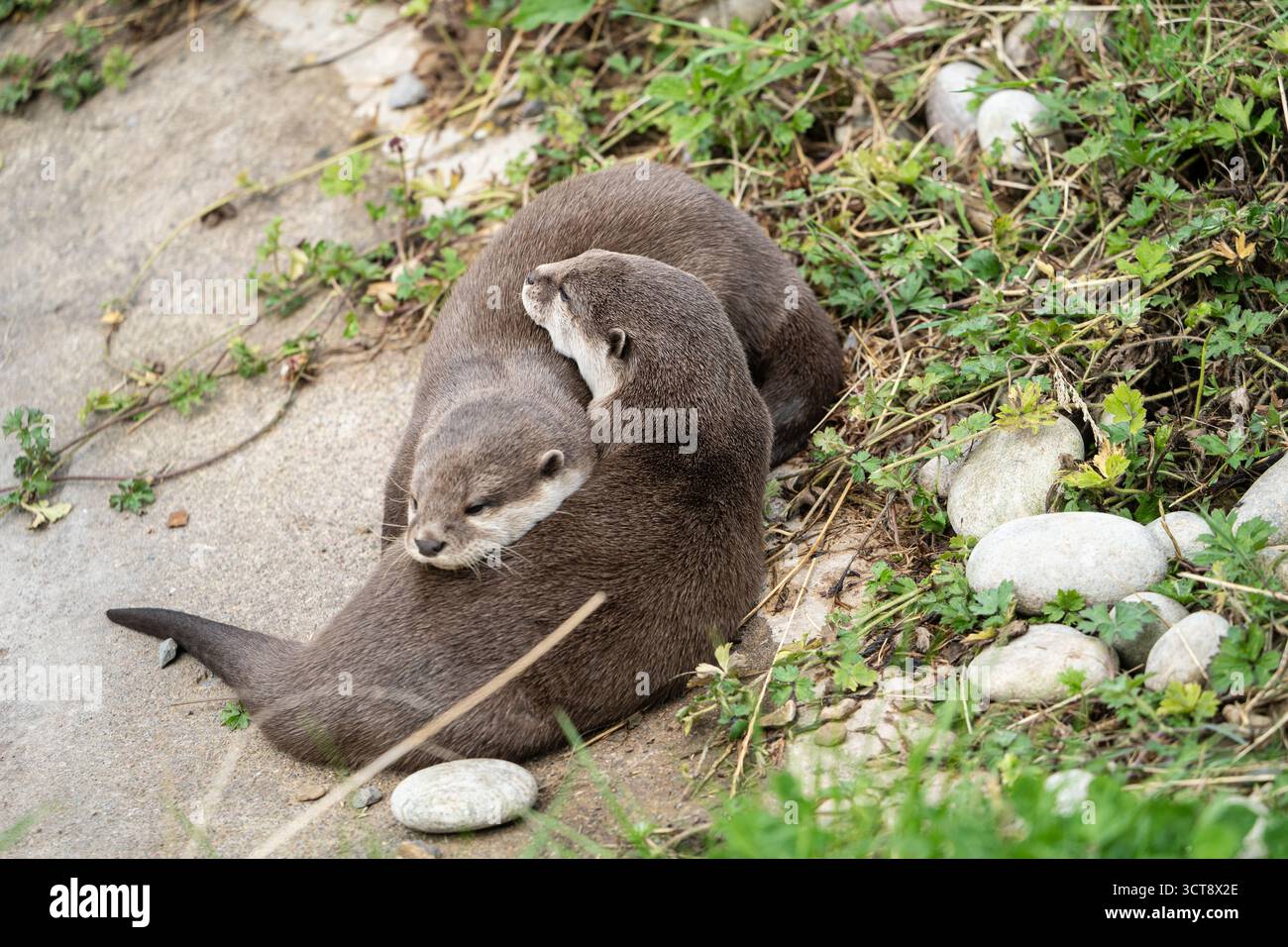 Two young otters resting together on sandy ground amongst vegetation ...