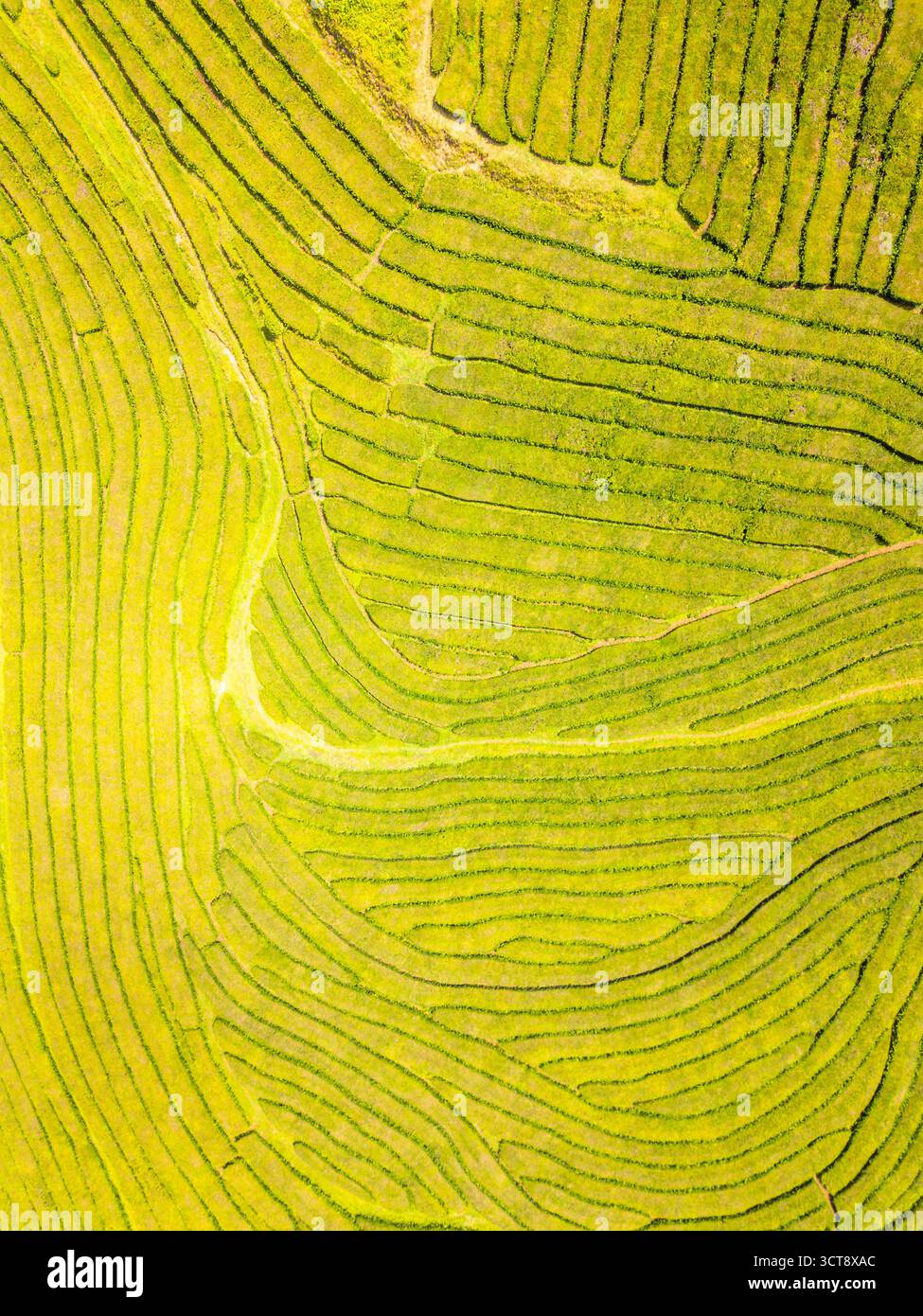Tea Plantation. Green Terraces. Azores, Sao Miguel Island. Portugal ...