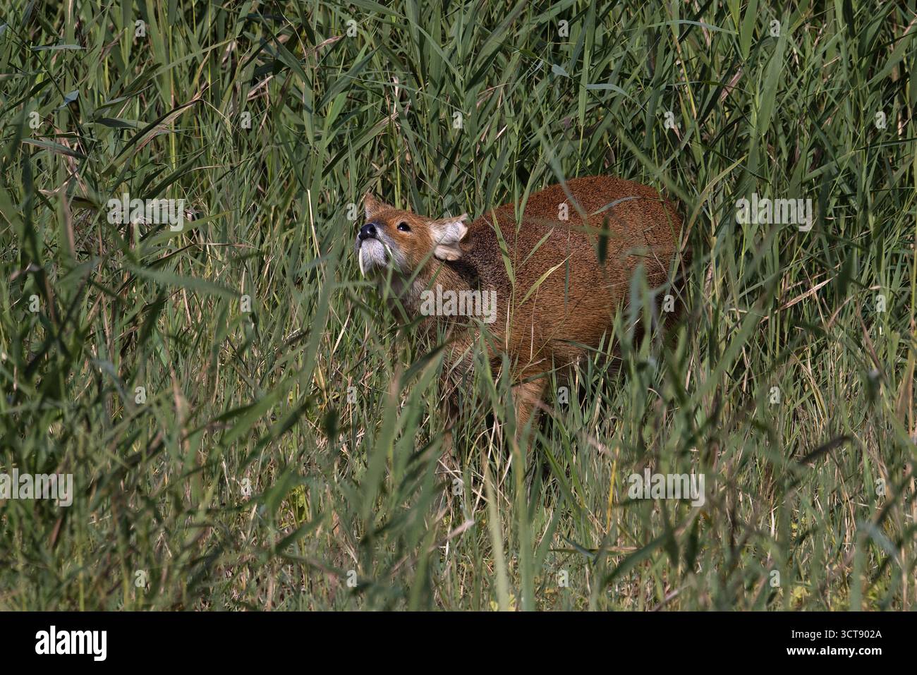 Chinese Water Deer (Hydropotes inermis) Norfolk September 2025 Stock ...