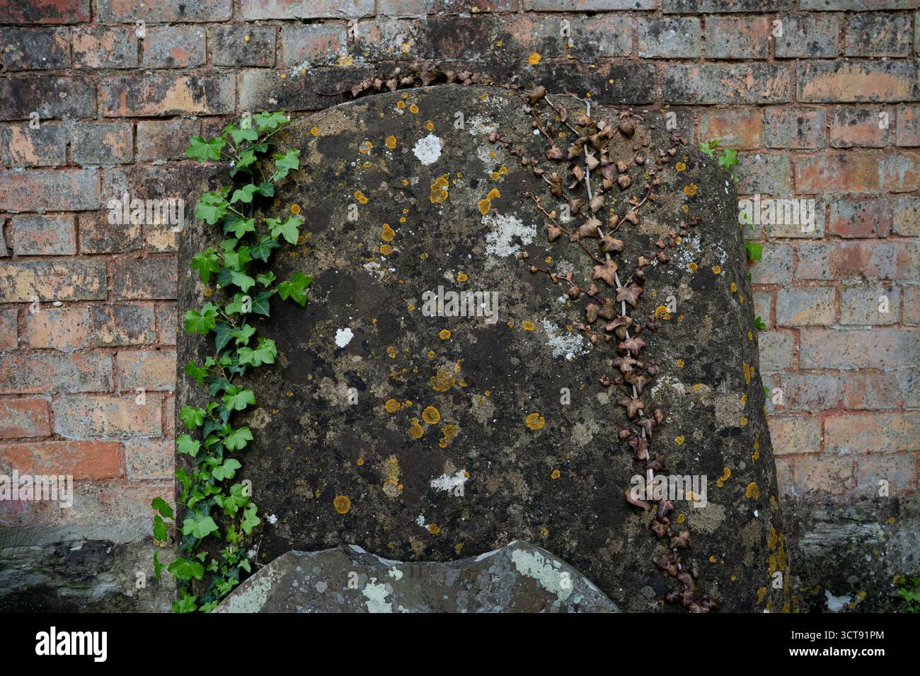 Weathered stone with lichen and ivy against brick wall in Devon ...