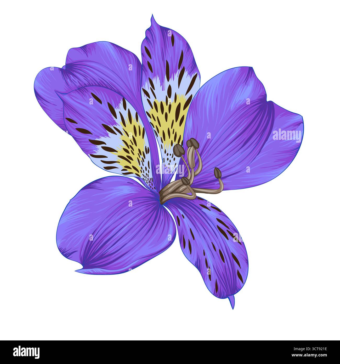 Beautiful bright violet alstroemeria Stock Vector Images - Alamy