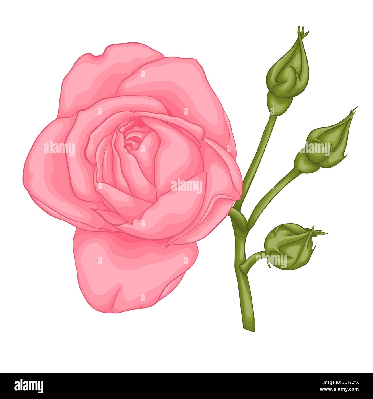 beautiful bud red rose isolated on white background Stock Vector Image ...