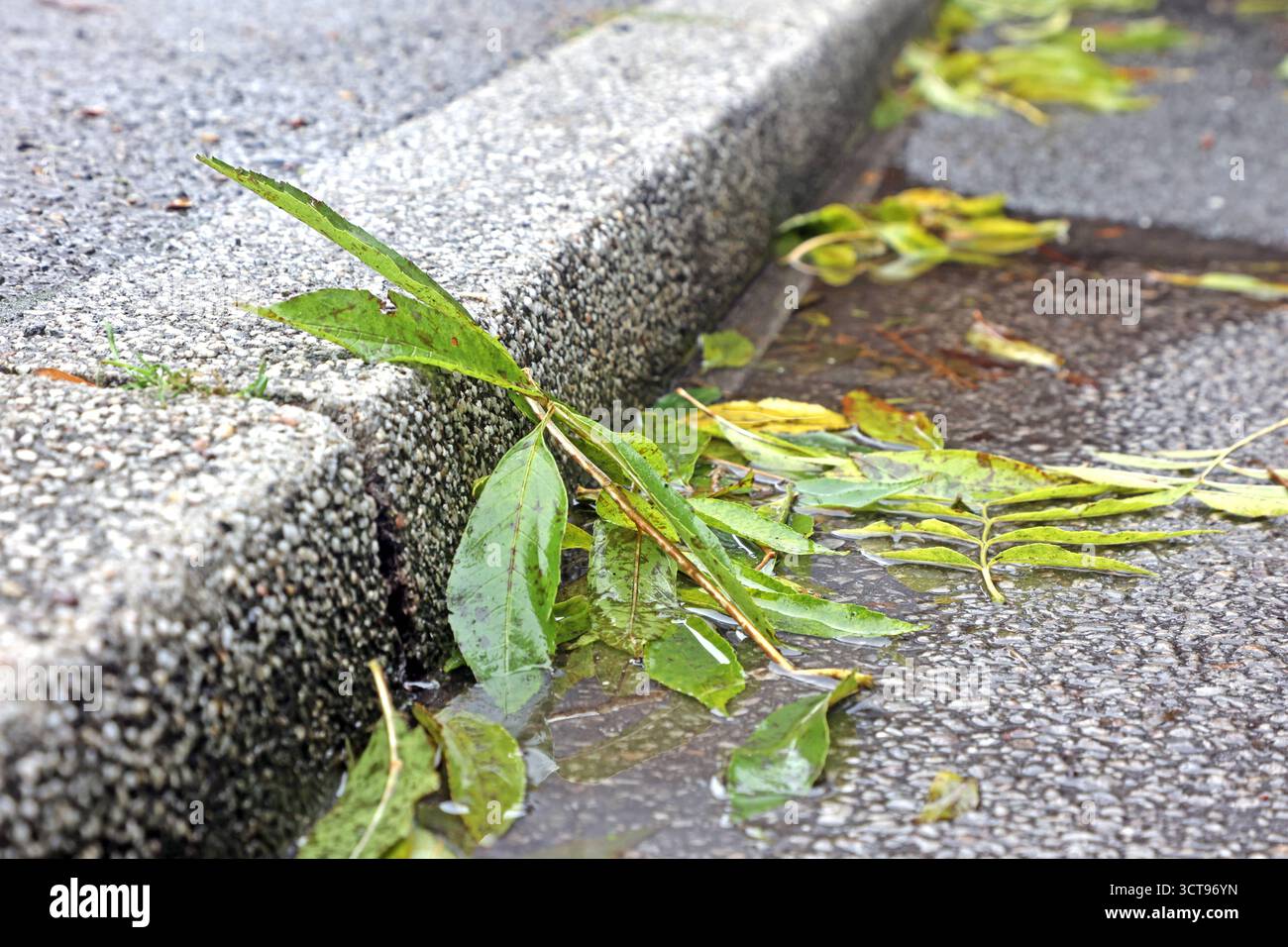 Wasserabfluss und Laub im Herbst Das nasse Herbstlaub einer ...