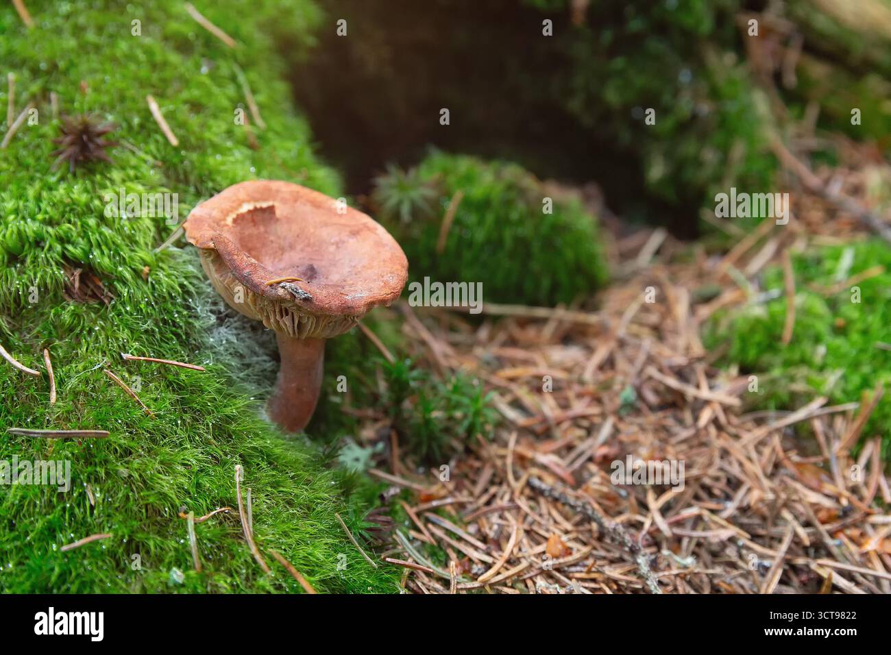 Common fungus grows hi-res stock photography and images - Alamy
