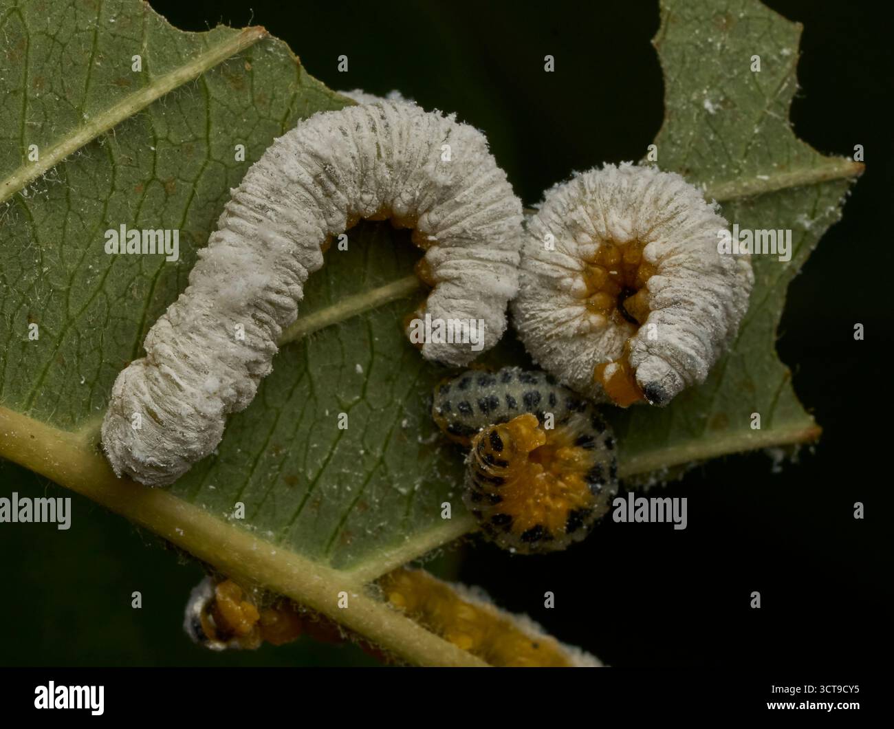 Dogwood sawfly larvae (Macremphytus tarsatus) on a Red-osier dogwood in ...