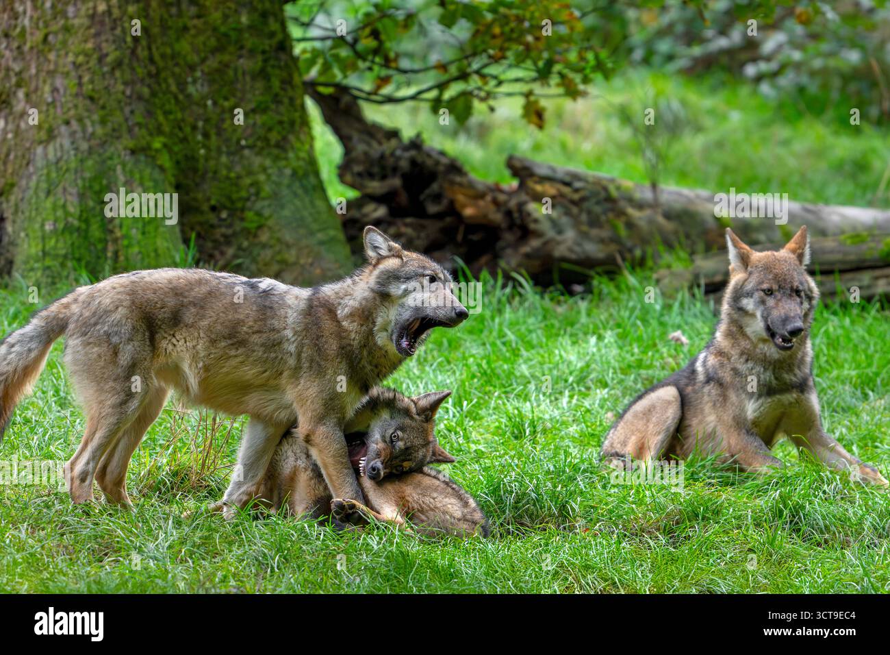 Wolf pack of Eurasian wolves / European grey wolves (Canis lupus lupus ...