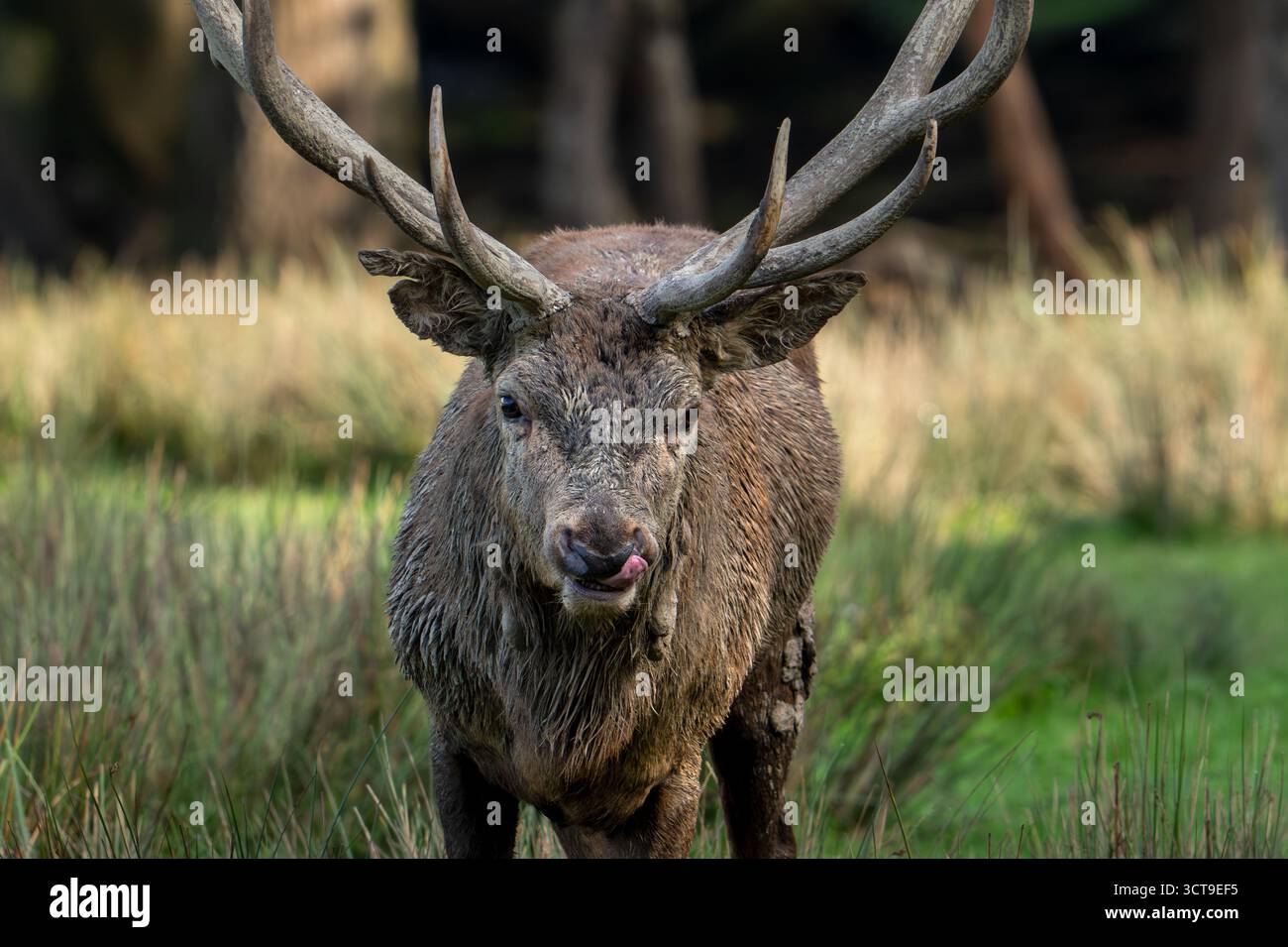 Close-up of majestic muddy red deer (Cervus elaphus) stag with big ...
