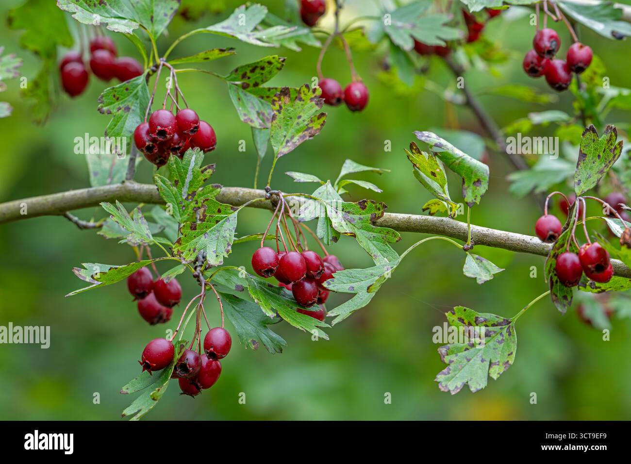 Hawthorn bushes hi-res stock photography and images - Alamy